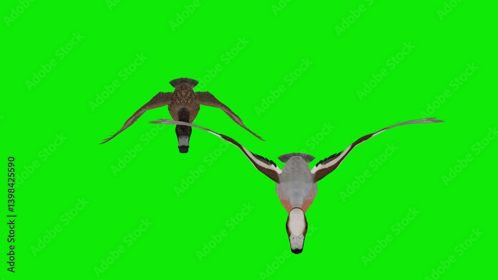 Pair of Wild Ducks - 2 Eurasian Wigeon Birds - Male and Female - Flying ...