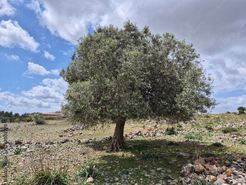 Poster an old olive tree on the rocky taurus mountain, probably local ...
