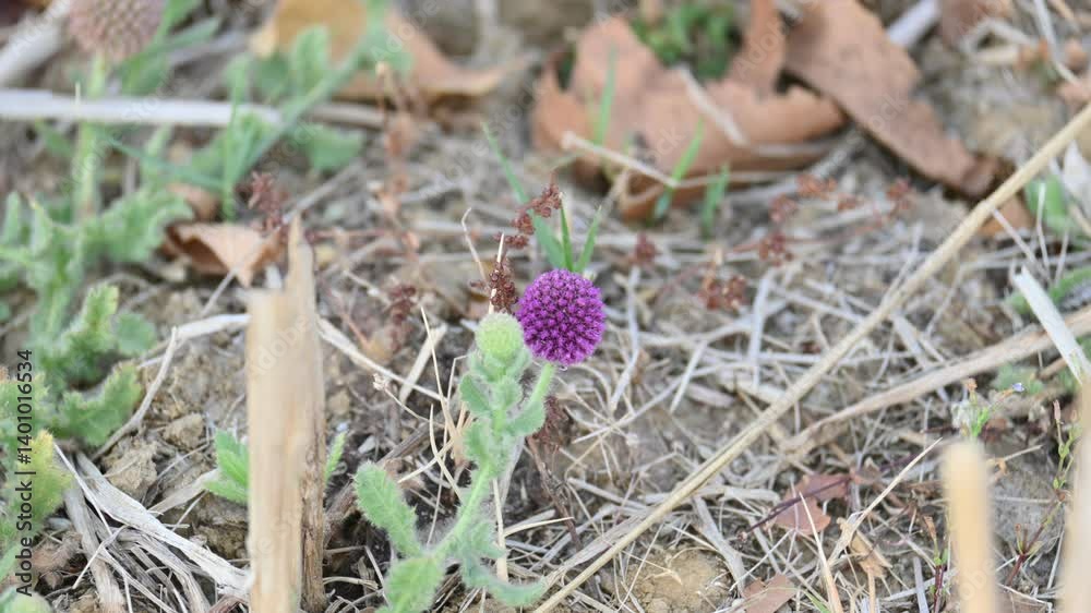 Sphaeranthus indicus plant. Its flowering plant of the genus ...