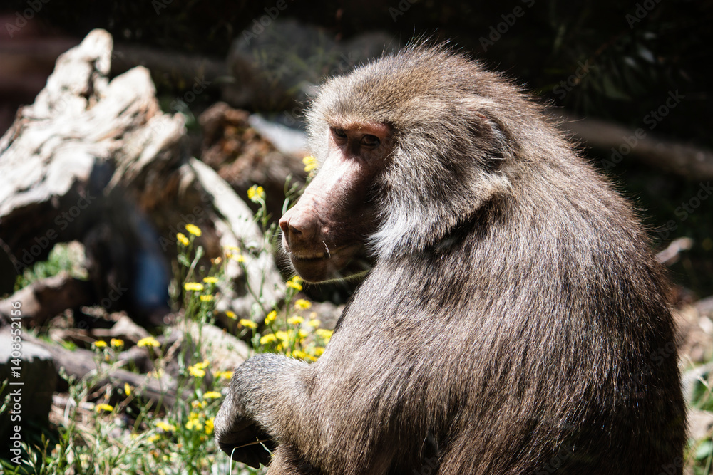 Poster Baboon looking over shoulder in the sun – Wall Art | UkPosters