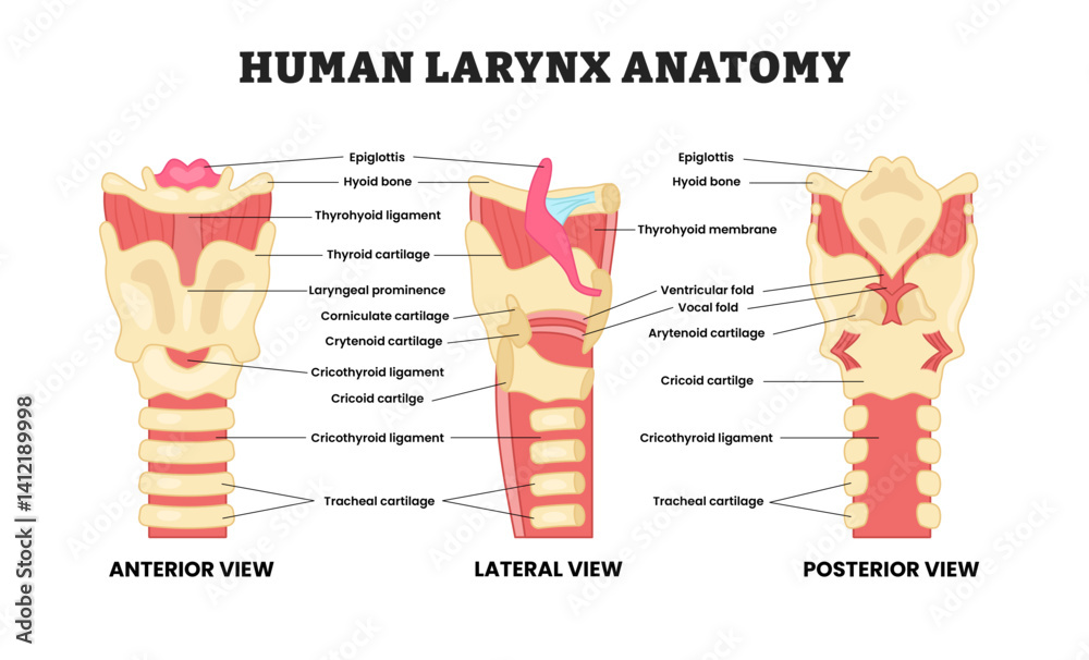 Poster Human larynx anatomy infographic diagram with anterior, lateral ...