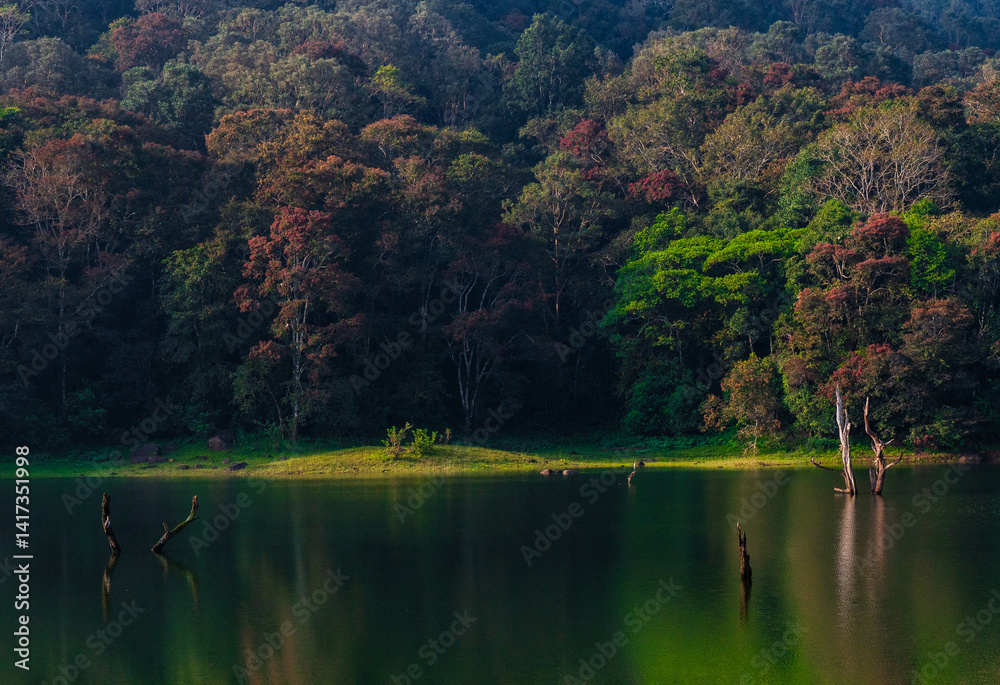 Poster Beautiful lake and lust green forest of Periyar National Park ...