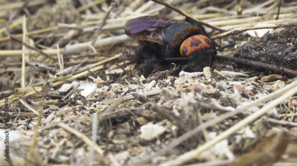 Mammoth wasp (Megascolia maculata, male, largest Hymenoptera) digs ...