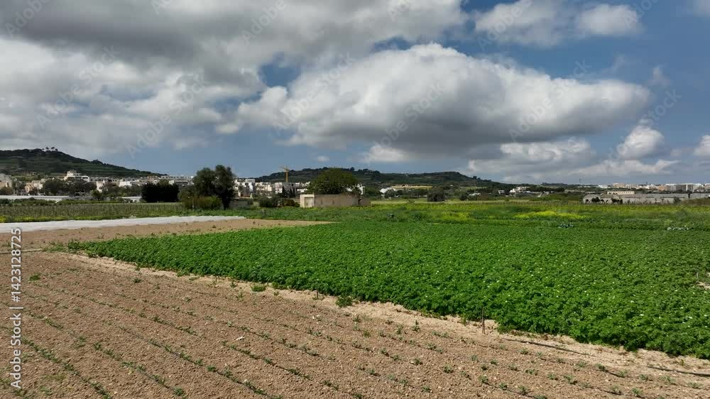 Drone shot captures neat green crop rows and tilled soil in Malta, with ...