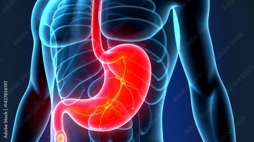 Stomach pain, abdominal discomfort, digestive issues. Gastric health ...