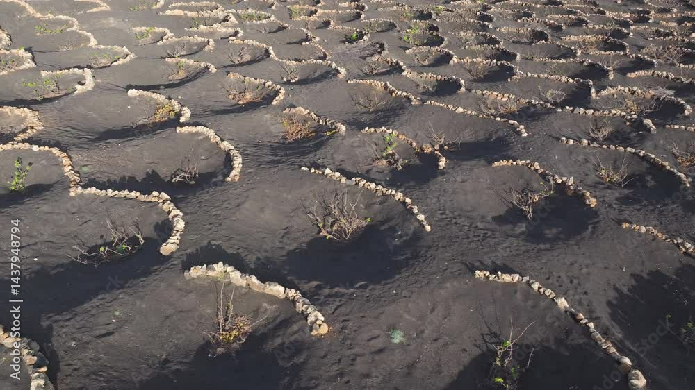 AERIAL: Circular stone structures protecting grapevines growing on ...