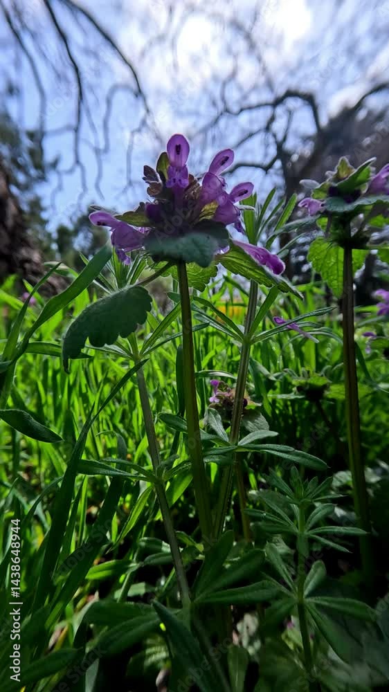 Lamium purpureum - purple dead-nettle, purple archangel, wild spring ...