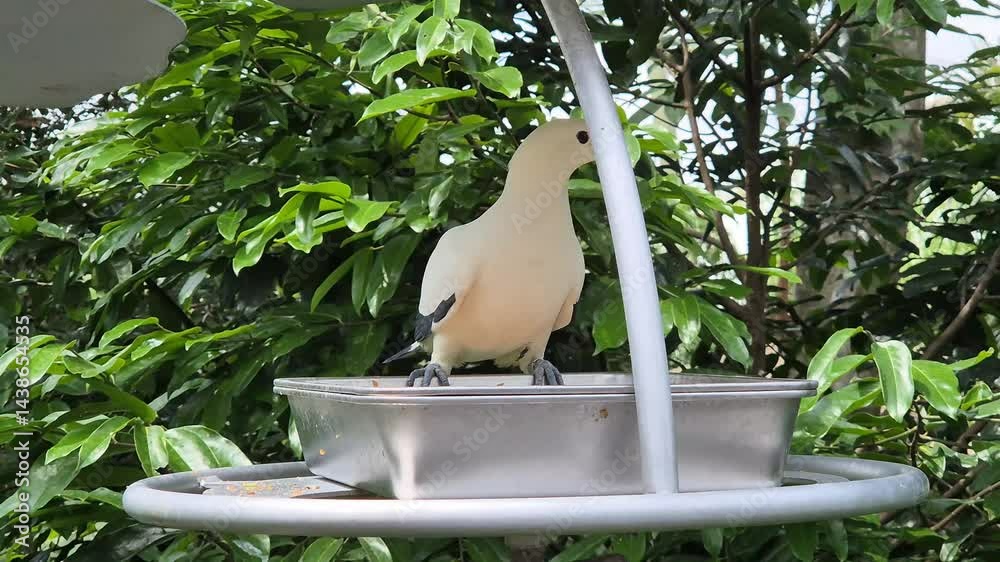 Pied Imperial Pigeon (Ducula Bicolor) Feeding Food and making eye ...