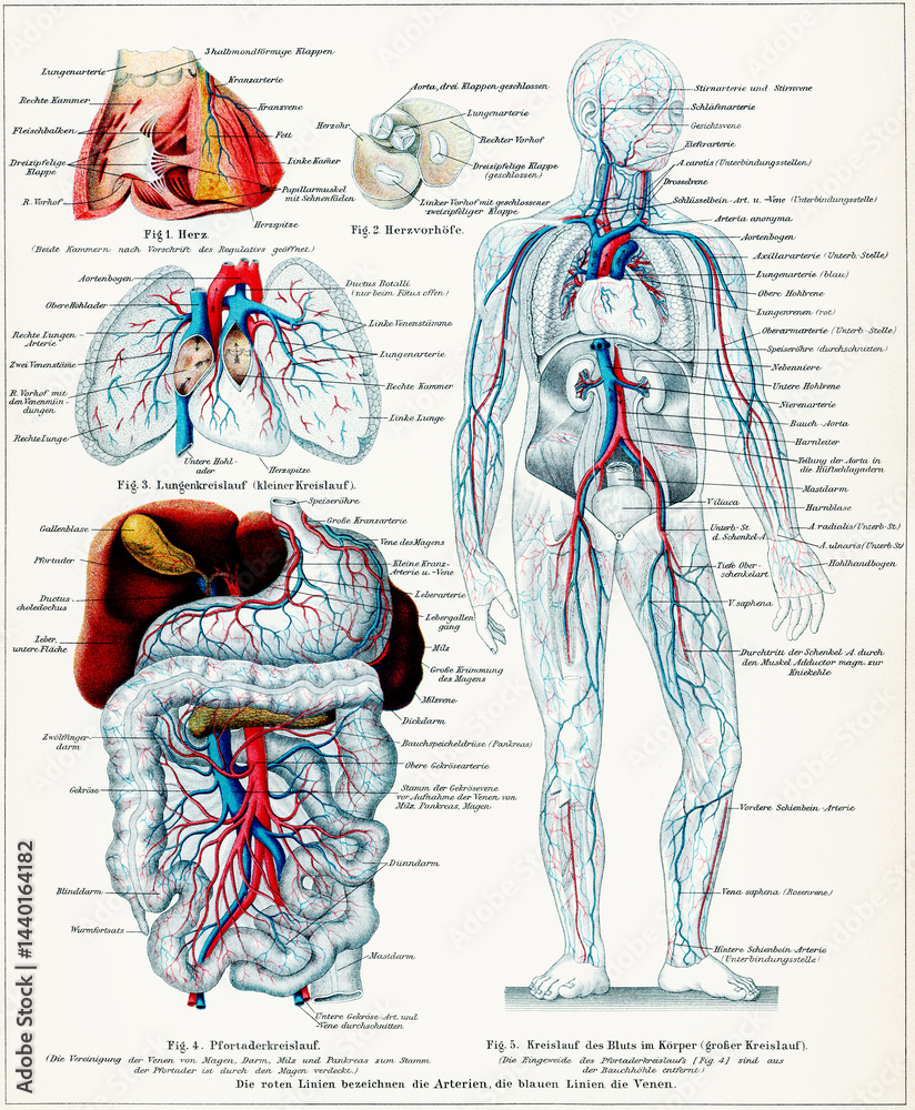 Poster Human blood vessels and major organs with pulmonary circulation ...