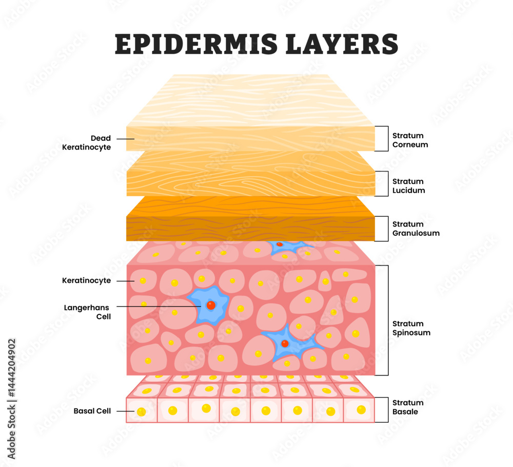 Poster Structure of epidermis layers structure anatomy, educational ...
