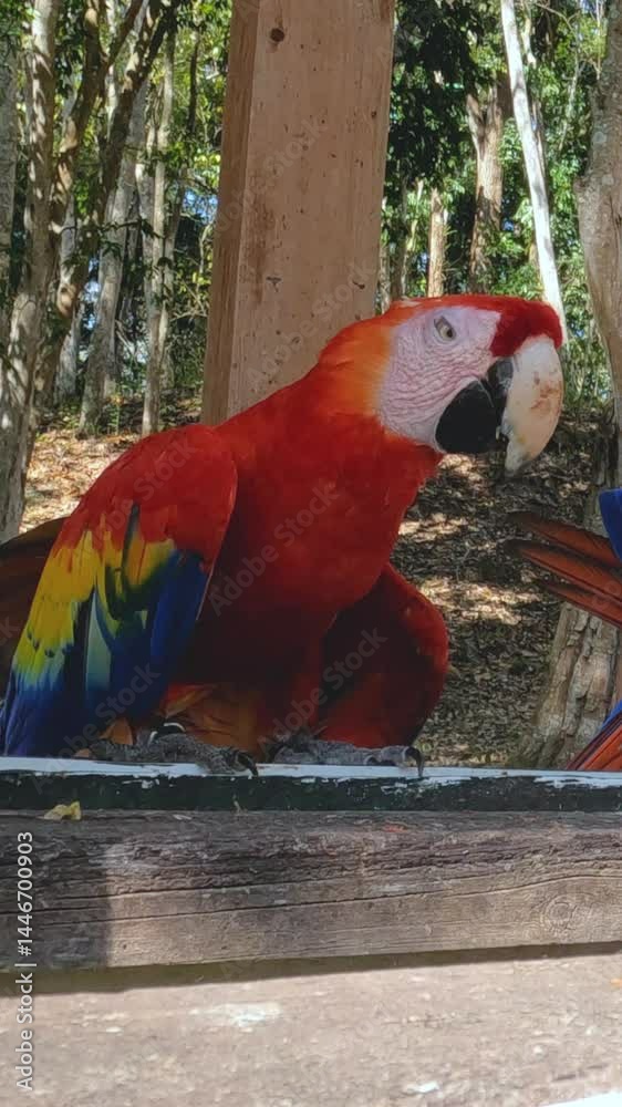 Vertical View of Guacamaya aka Scarlet Macaw, National Bird of Honduras ...