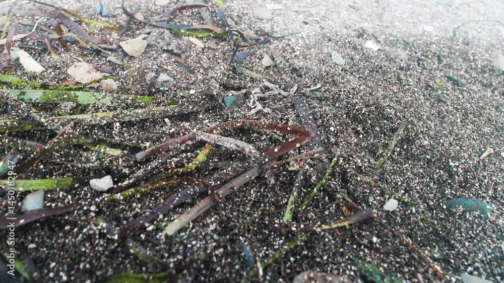 Algae, tangle remains mixed with sand as nutritious habitat for ...