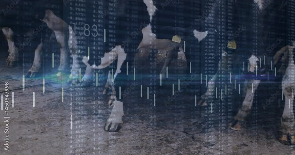 Cow legs and hooves forming animated illustration, showing scrolling ...