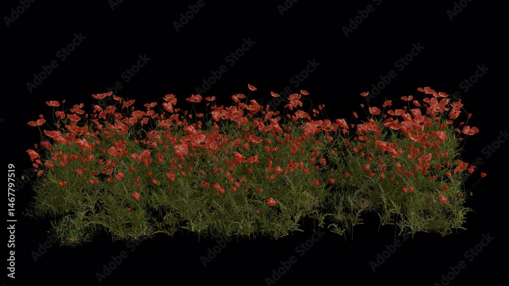 Poppy Flower Field blowing in the wind Loop Animation. Wind blows the ...