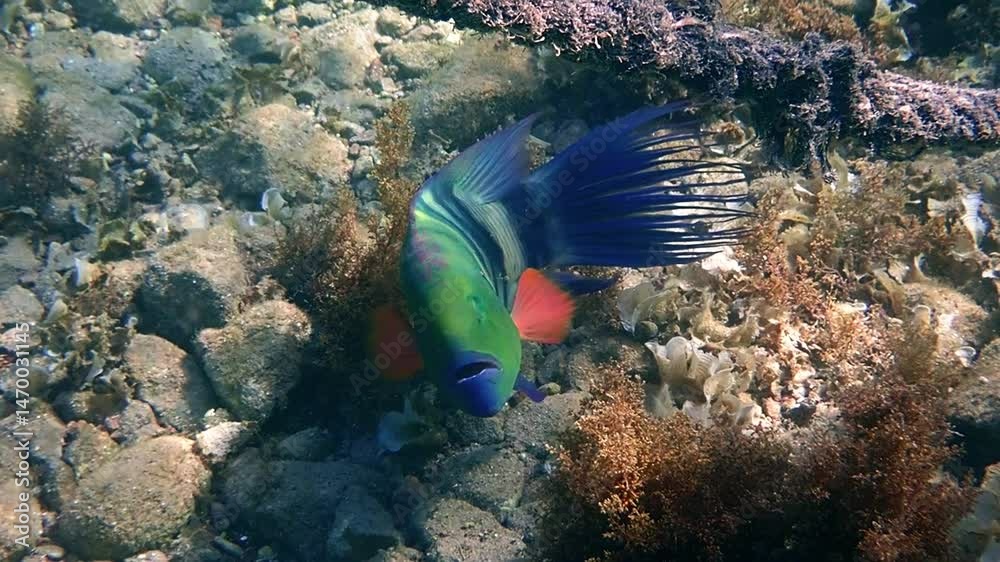 Male of broom-tail wrasse (Cheilinus lunulatus) inspecting coral reefs ...