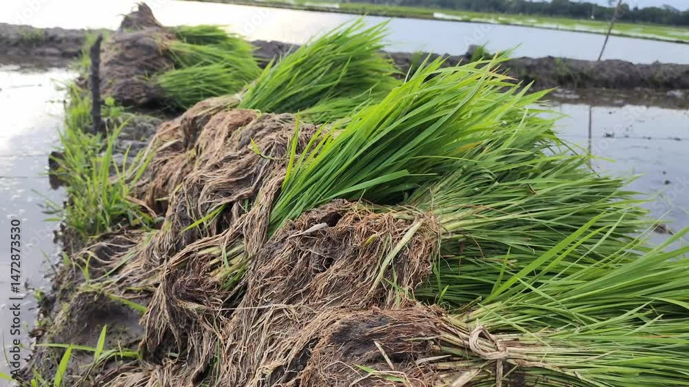 rice seedlings that have been removed and are ready to be planted in ...