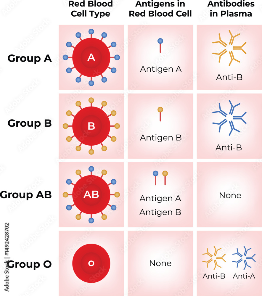 Poster Blood Type Chart Antigens Antibodies and Blood Group ...