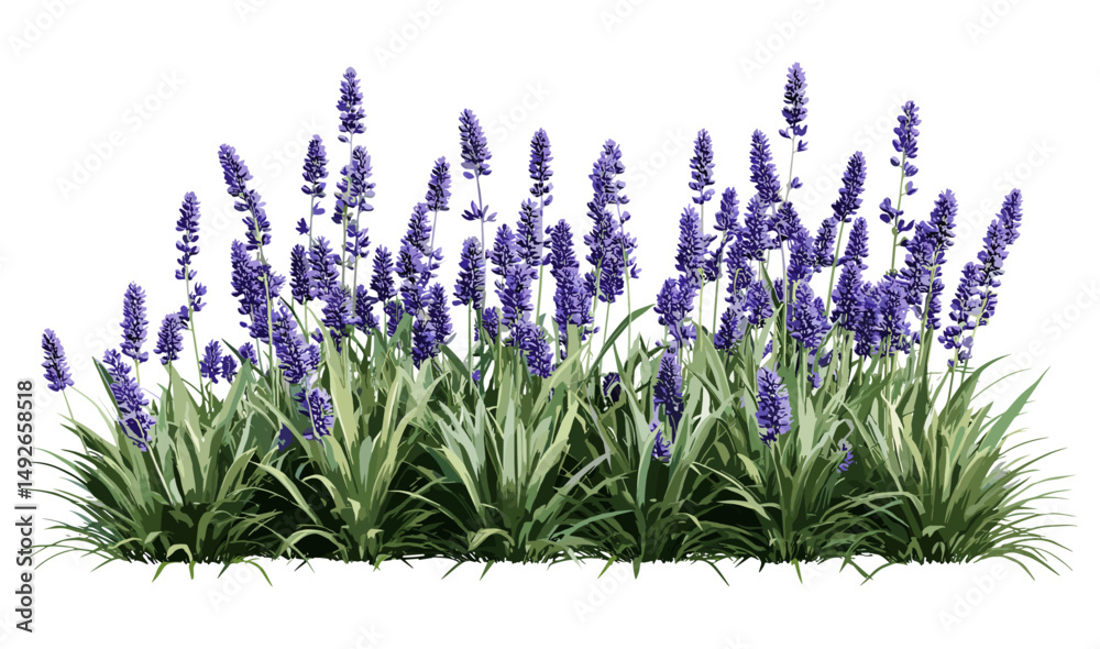 Poster Liriope muscari set, big blue lilyturf, border grass, monkey ...