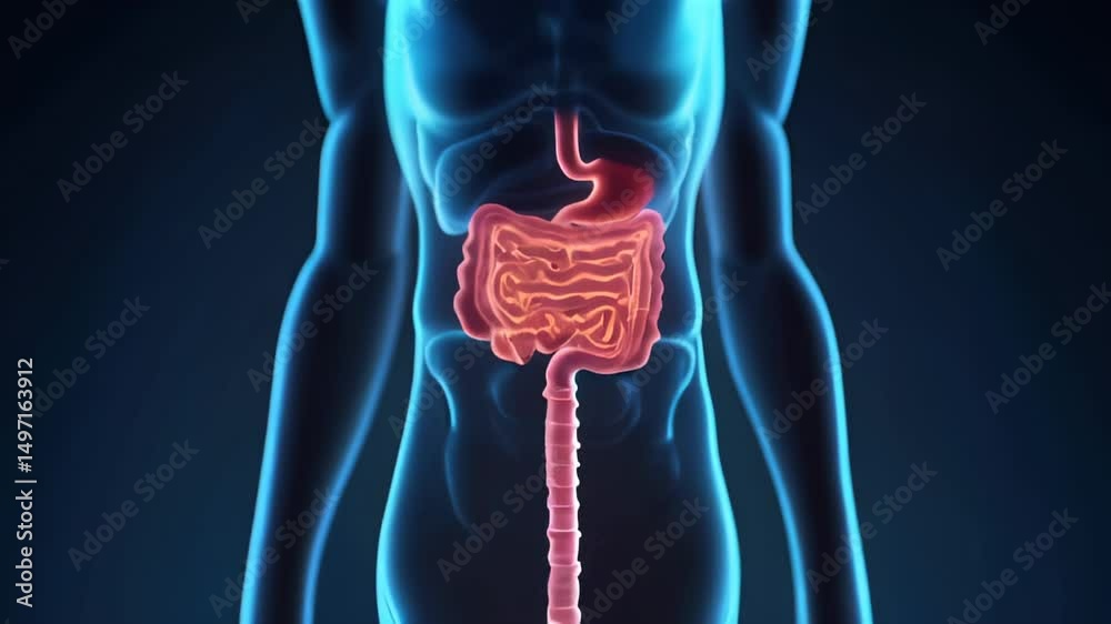 Glowing intestines. Human abdomen. Medical concept. Blue background ...