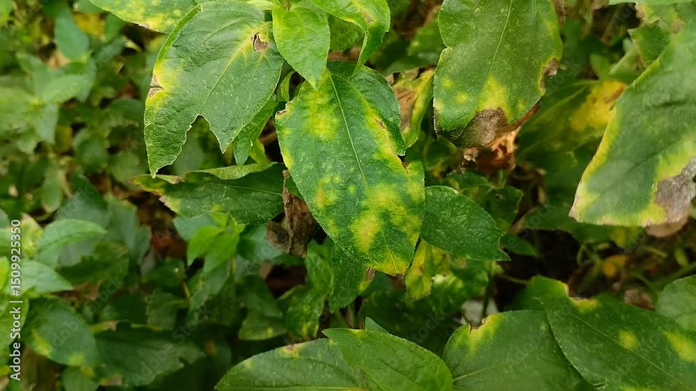 Disease on plant leaves called leaf blight. This is caused by ...