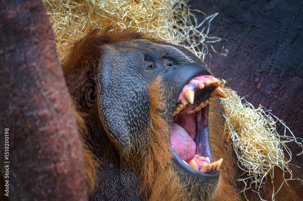 Poster A male Sumatran orangutan yawns widely, showing teeth and ...