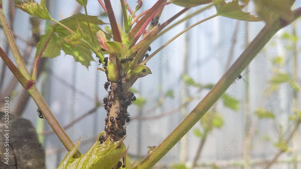 Symbiosis of ants and aphids. The ant tickles the aphid with its ...