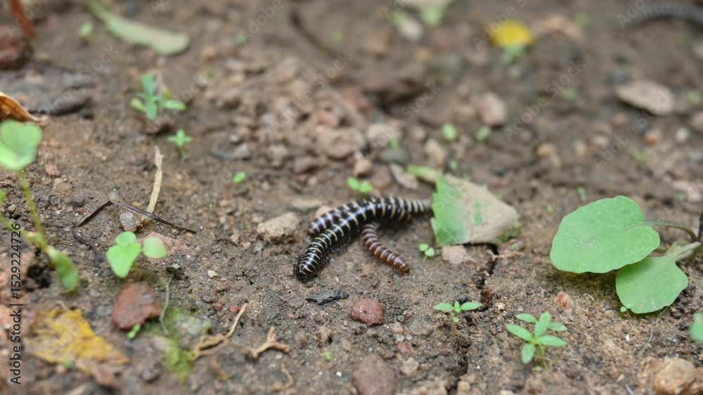Greenhouse millipedes mating. Its common names are Oxidus gracilis ...