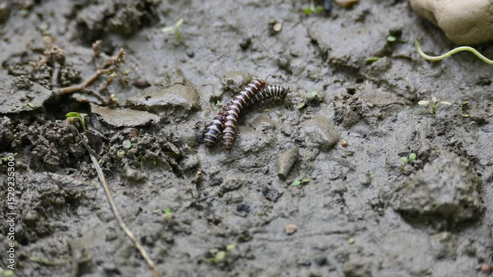 Greenhouse millipedes mating. Its common names are Oxidus gracilis ...