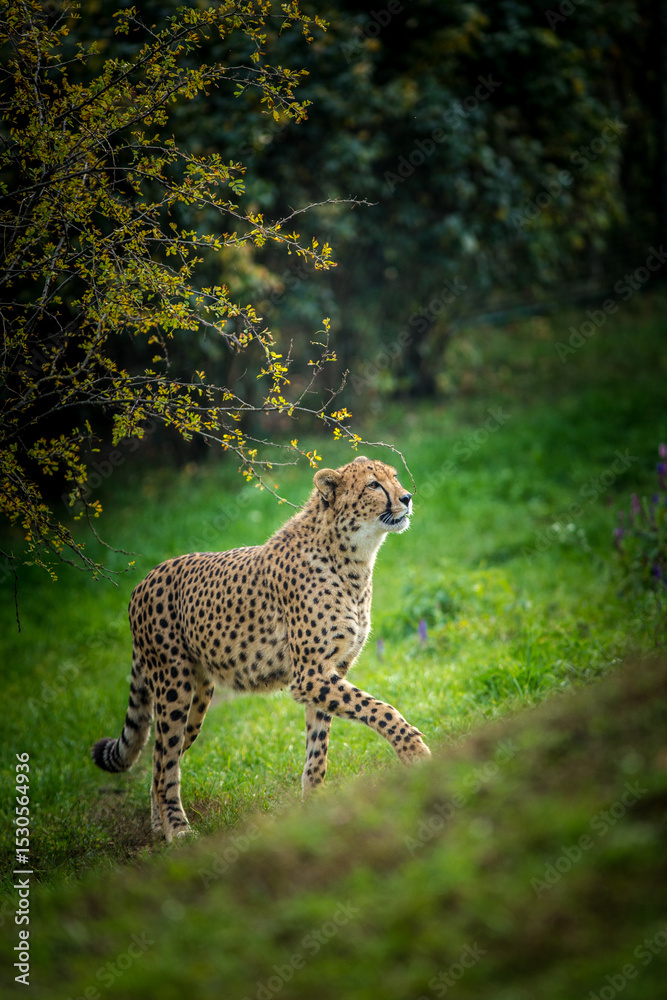 Poster Photography of fierce wild animals in the forest – Wall Art ...