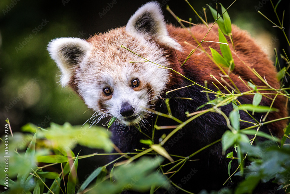 Poster Photography of fierce wild animals in the forest – Wall Art ...