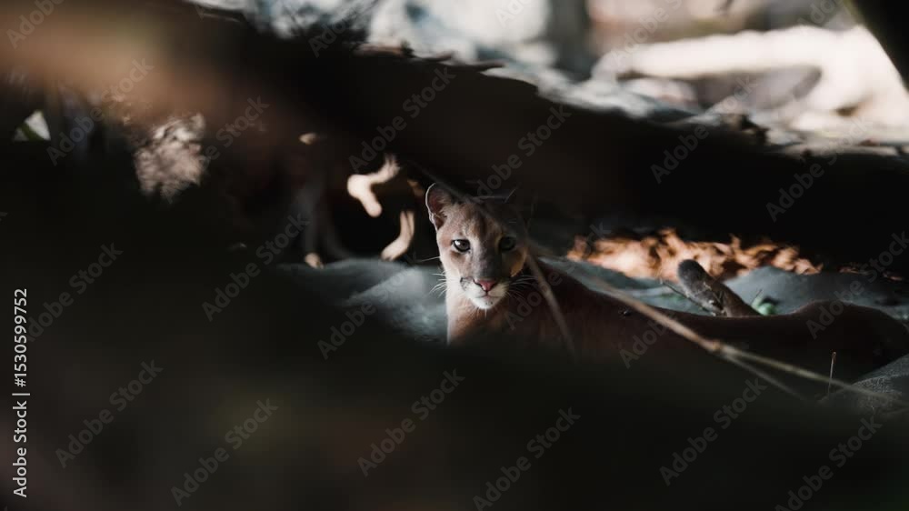 Zoom in on wild puma in jungle habitat, Corcovado National Park, Costa ...