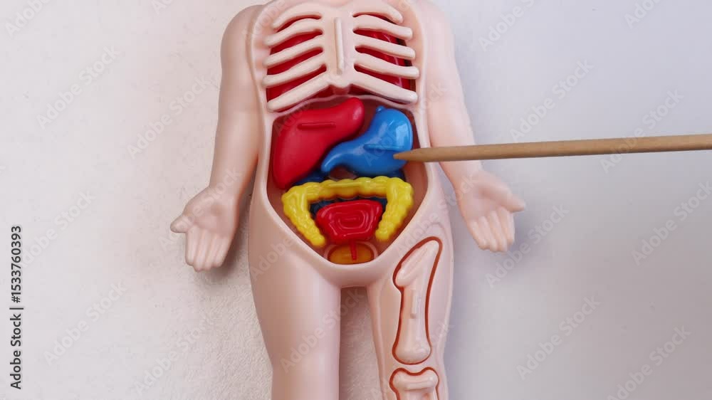 Video „pointing at internal organs of plastic human anatomy figure with stick pointer for ...