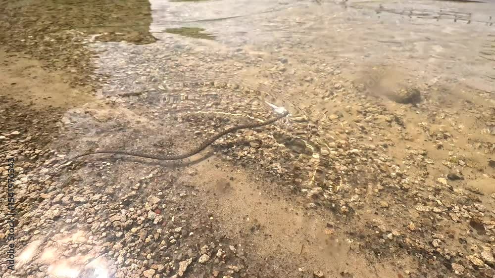 A small snake capturing a large fish in clear water. A water snake ...