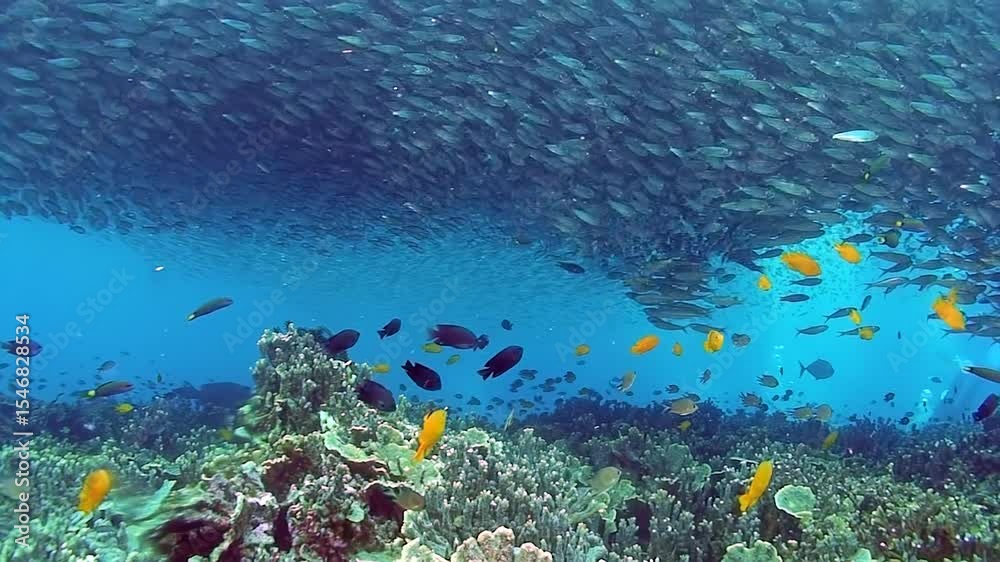 Dive into the azure depths of the Philippines! Witness a massive ...