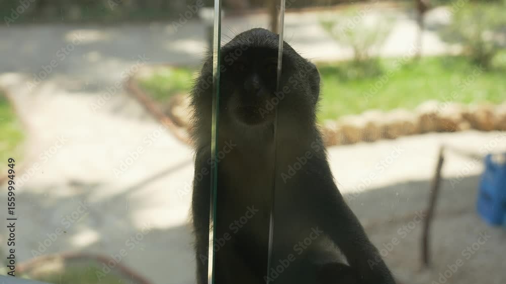 Monkey Looking Through Glass Balustrade on Balcony in African Resort ...