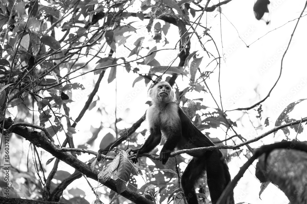 Poster White-faced capuchin monkeys, also known as white-faced monkeys ...