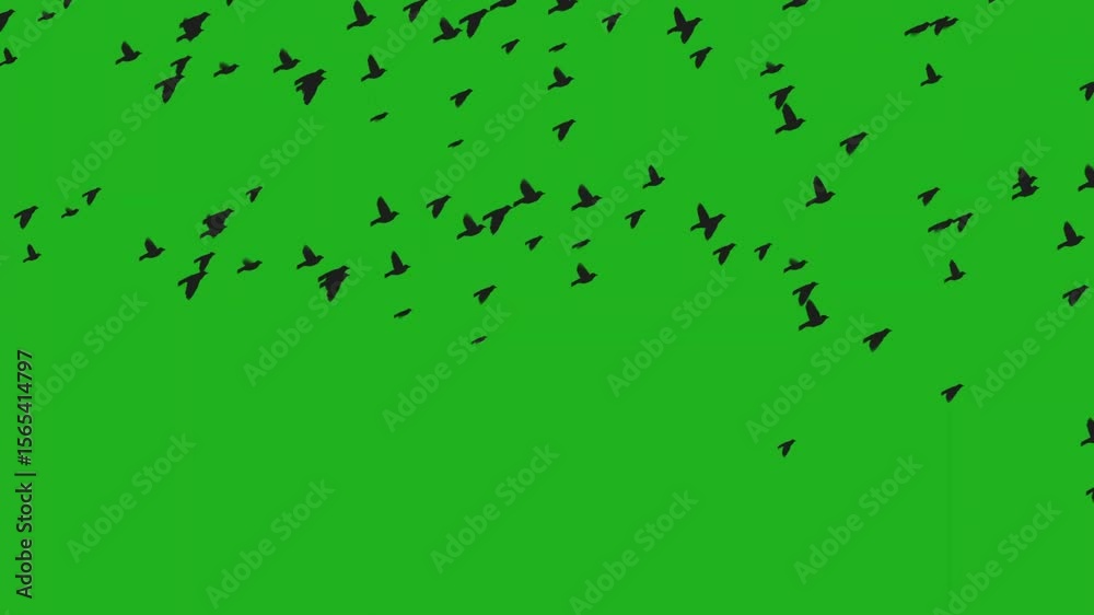 Large Flock of Black Birds Flying Animation on Green Screen Background ...