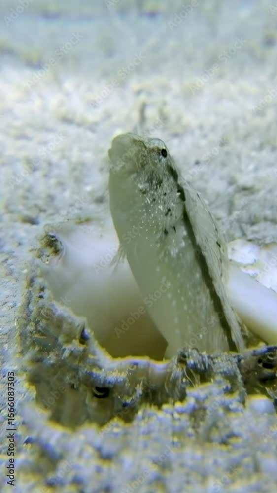 Observe a tiny blenny nestled within a shell on the sandy seabed. This ...