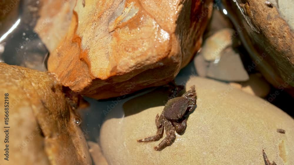 Sea crab on rocks in the coastal strip, top view of the crab in the ...