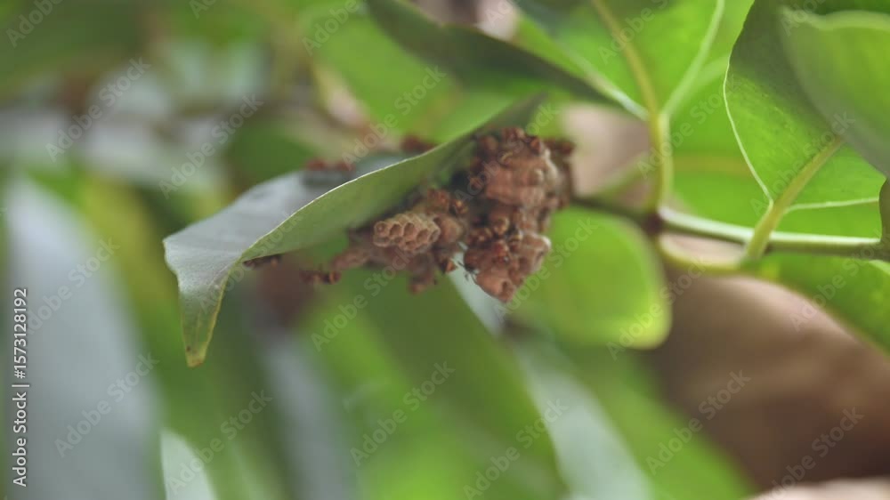 Paper Wasps Building Their Nest Its Common Names Ropalidia Marginata