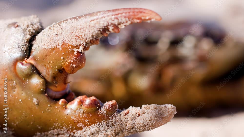 Macro Close-Up of Mud Crab Claw Moving on Sandy Beach Stock ビデオ | Adobe ...