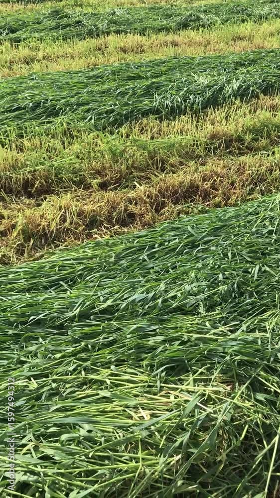 Rye for haylage is mowed and laid in windrows for tying. Later, it will ...