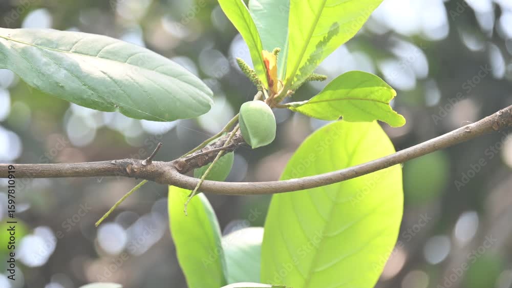 Terminalia catappa fruits. Its tropical tree in the leadwood tree ...