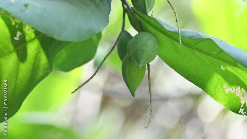 Terminalia catappa fruits. Its tropical tree in the leadwood tree ...