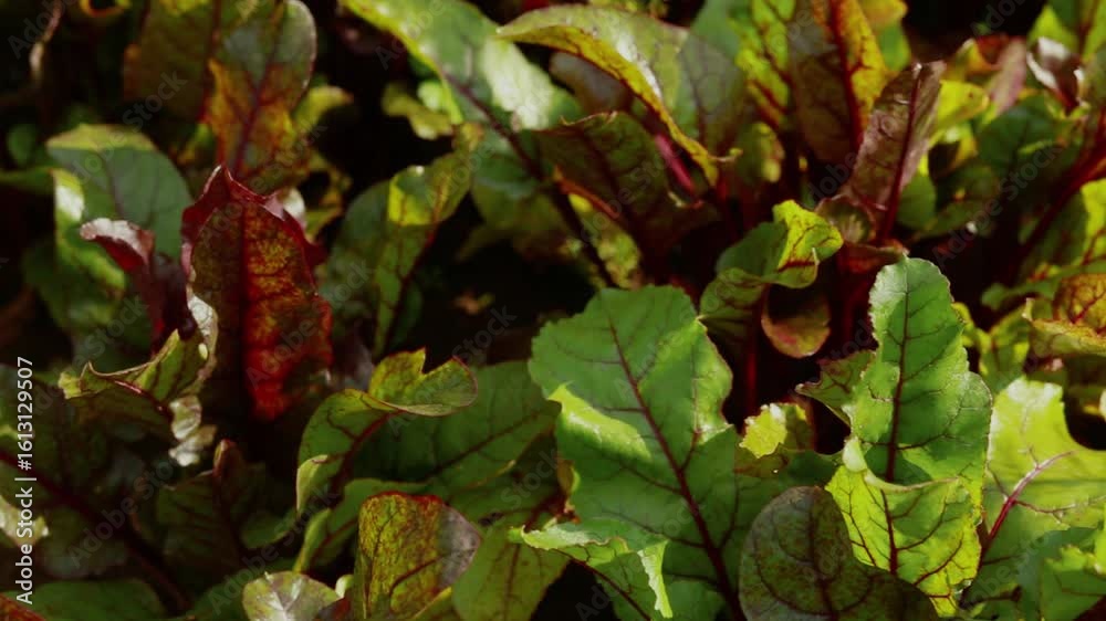 Cultivation of red beets. Beetroot in the ripening stage. Red beetroot ...