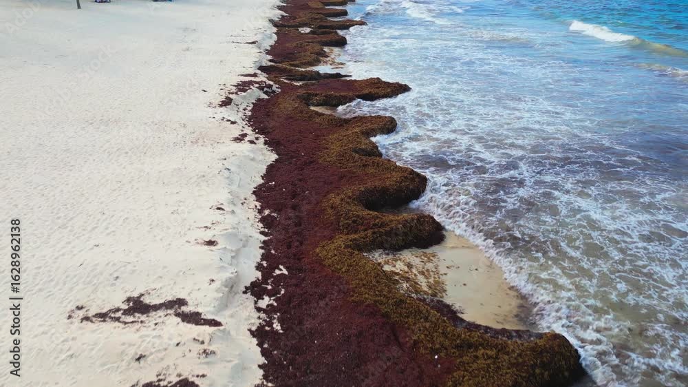 Sargassum Invasion on Tourist Beach. Environmental Disaster in the ...