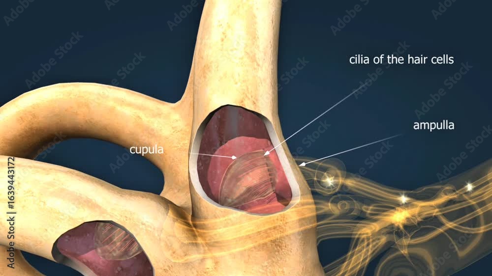 Anatomy and functions of ampulla,cupula and cilia of hair cells of ...