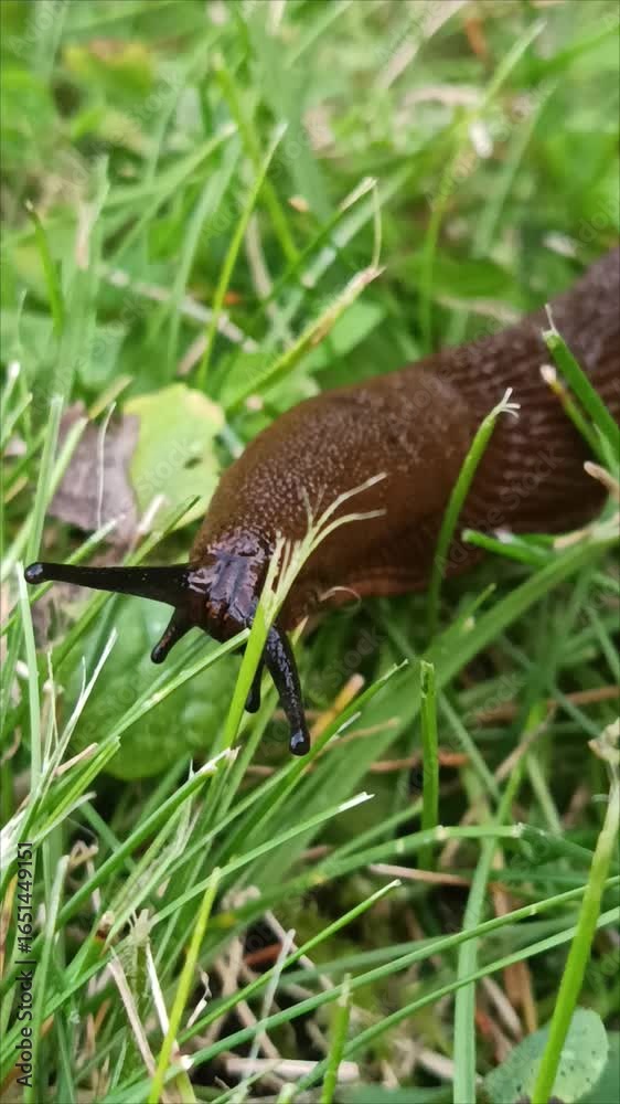 The Spanish slug. It is considered one of the most dangerous invasive ...