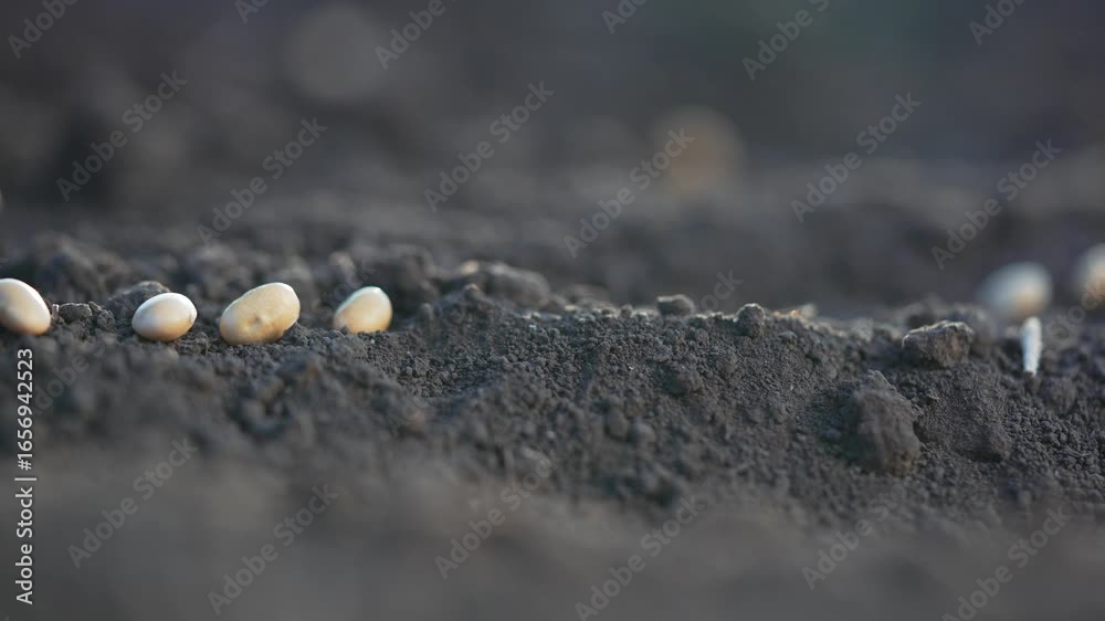 Planting seed in fertile soil row shows bean seed on dark ground ready ...