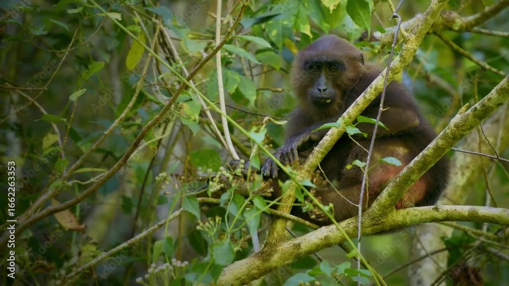 Moor macaque Macaca maura monkey with brown black body fur with a pale ...